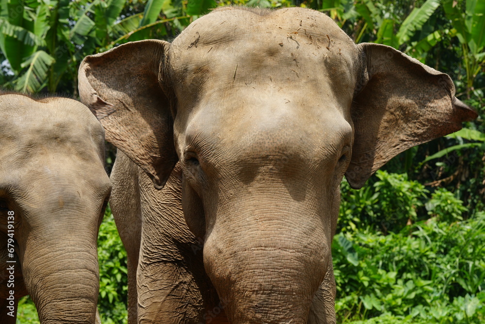 Poster The Sumatran elephant (Elephas maximus sumatranus) is one of ...