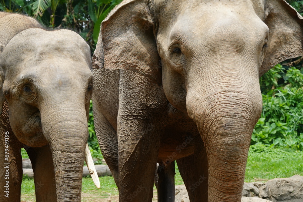 The Sumatran elephant (Elephas maximus sumatranus) is one of three ...
