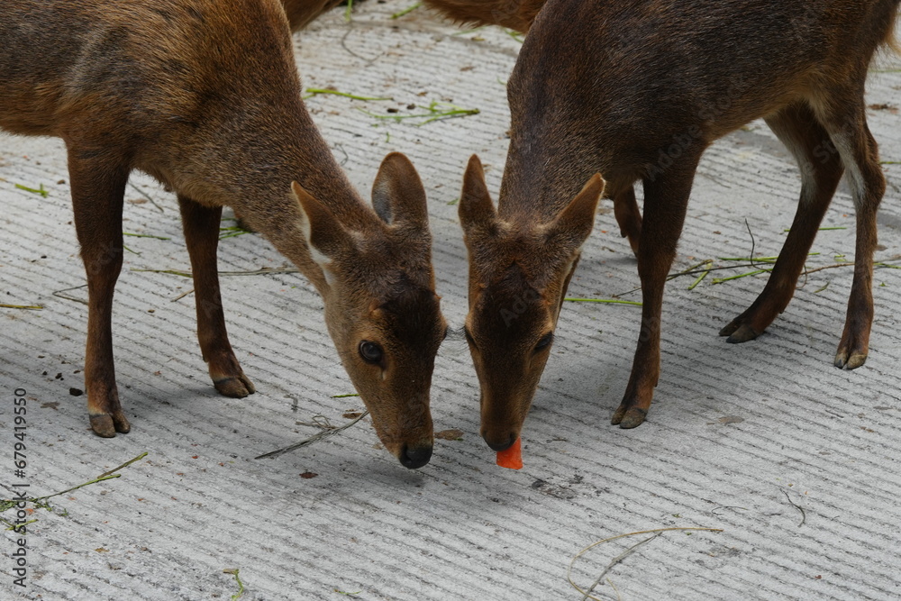 The Javan rusa (Rusa timorensis), or Sunda sambar is native to the ...