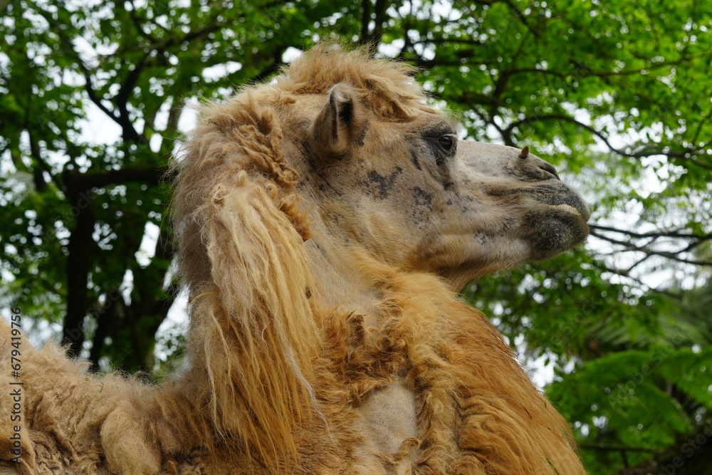 Camelus bactrianus, commonly known as the Bactrian camel, is a large ...