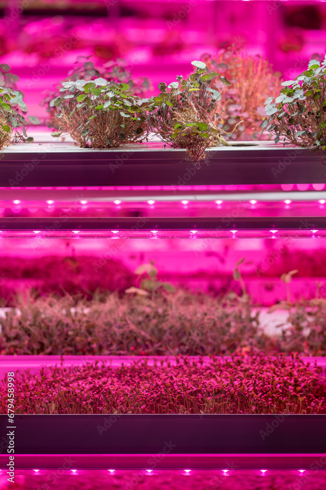 Germinating pea seeds without soil under LED grow light in hydroponic ...