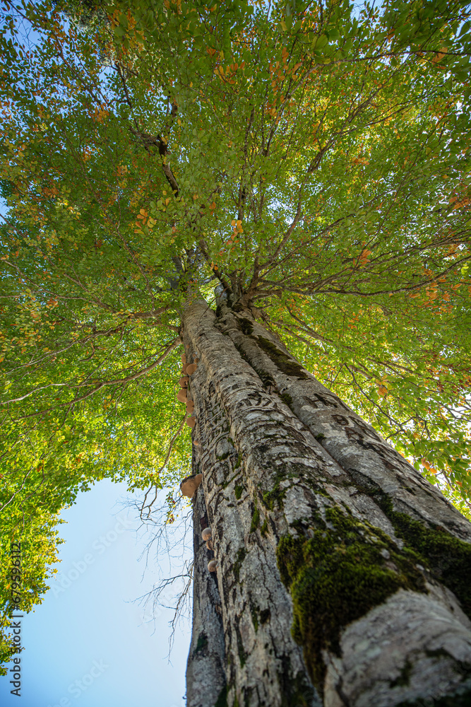 Bottom view of the tree in the forest. View of the trunk of the tree in ...