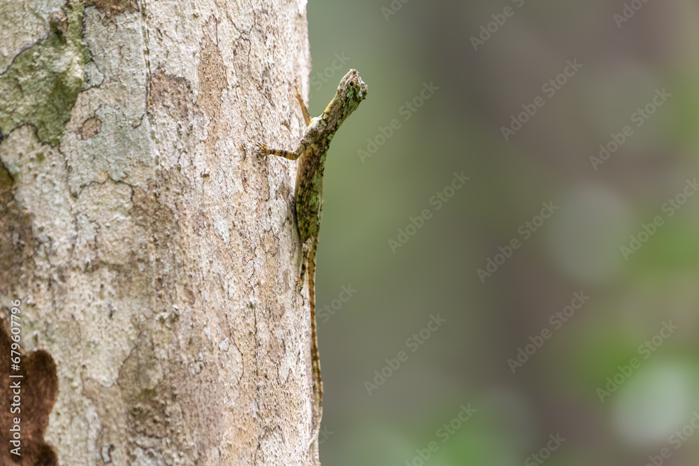 Draco dussumieri, also known commonly as the Indian flying lizard, the ...