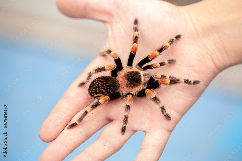 Tarantula spider on a man's hand close up. Tarantula spider as a pet ...