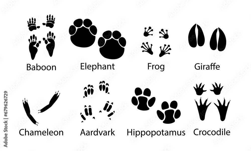 African animals paw prints, vector illustration different wild animals ...