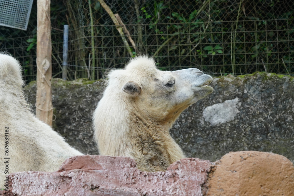 Camelus bactrianus, commonly known as the Bactrian camel, is a large ...