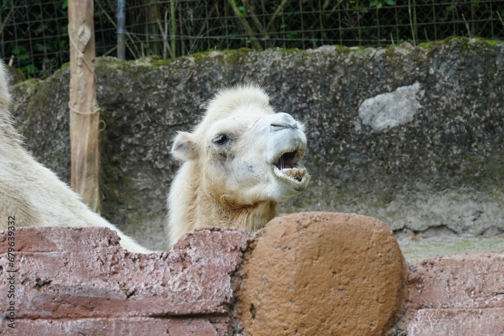 Camelus bactrianus, commonly known as the Bactrian camel, is a large ...