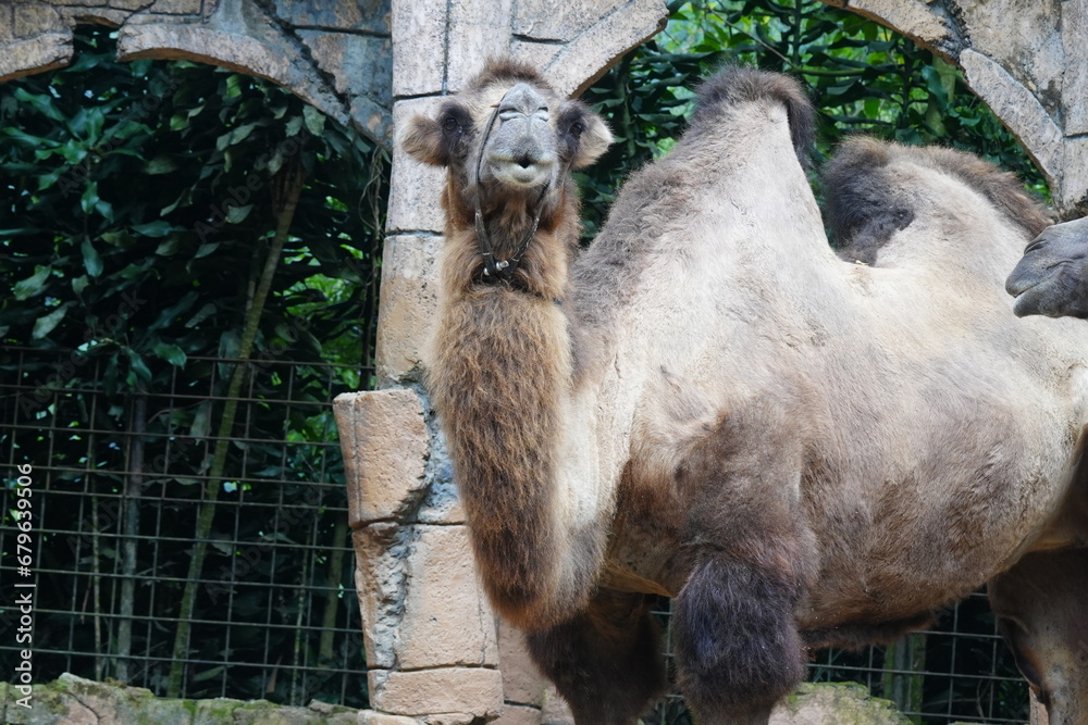 Camelus bactrianus, commonly known as the Bactrian camel, is a large ...
