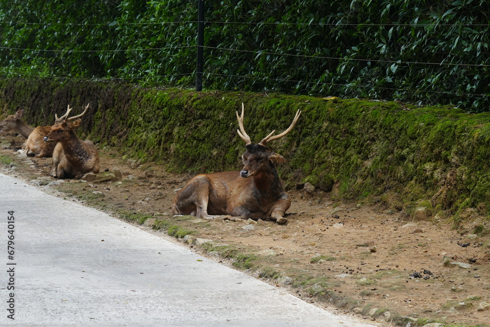 The Javan rusa (Rusa timorensis), or Sunda sambar is native to the ...
