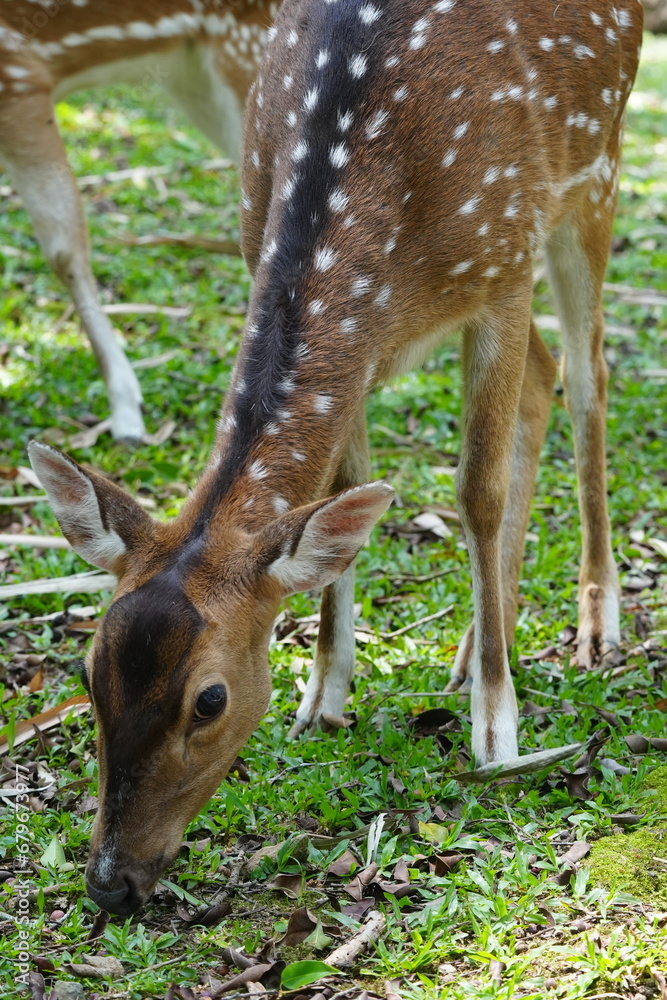The Javan rusa (Rusa timorensis), or Sunda sambar is native to the ...