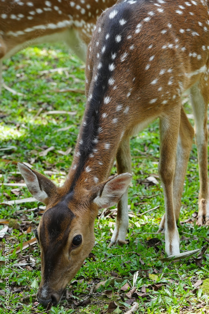 The Javan rusa (Rusa timorensis), or Sunda sambar is native to the ...