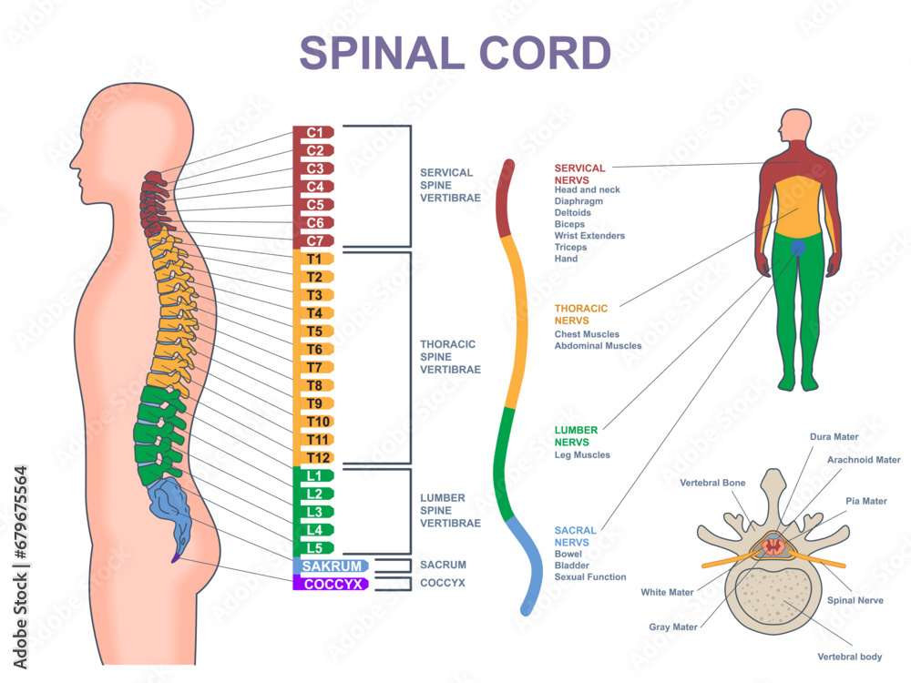 Medical diagram of spinal cord. Anatomical infographic with different ...