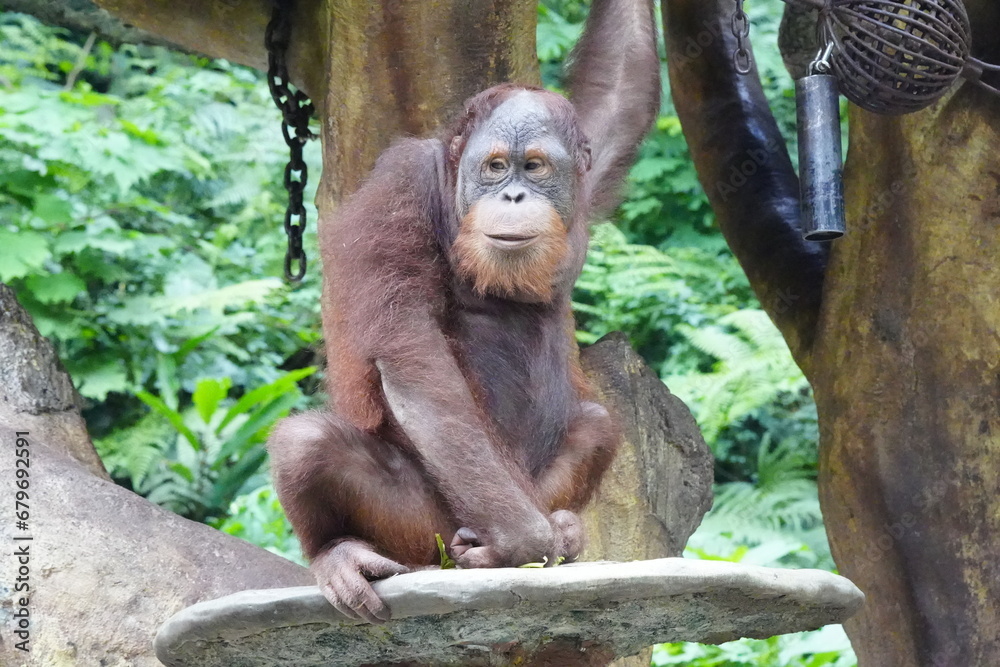 Orangutans are highly intelligent and critically endangered great apes ...