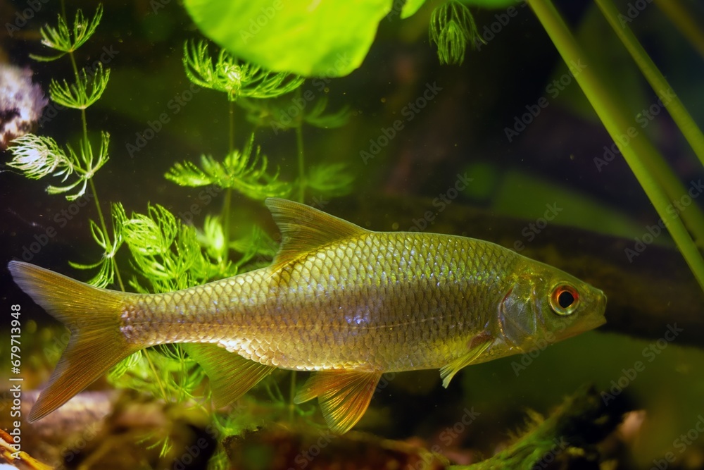 common roach, wild freshwater fish in twig driftwood biotope European ...