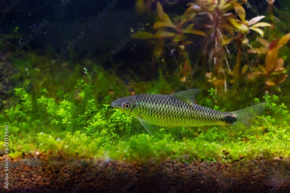 algae eater silver flying fox fish search for harmful algal vegetation ...