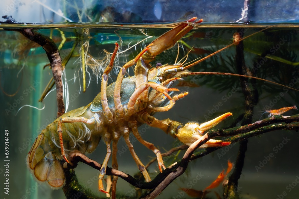 Turkish crayfish move claw on driftwood twig, predator animal, sakura ...