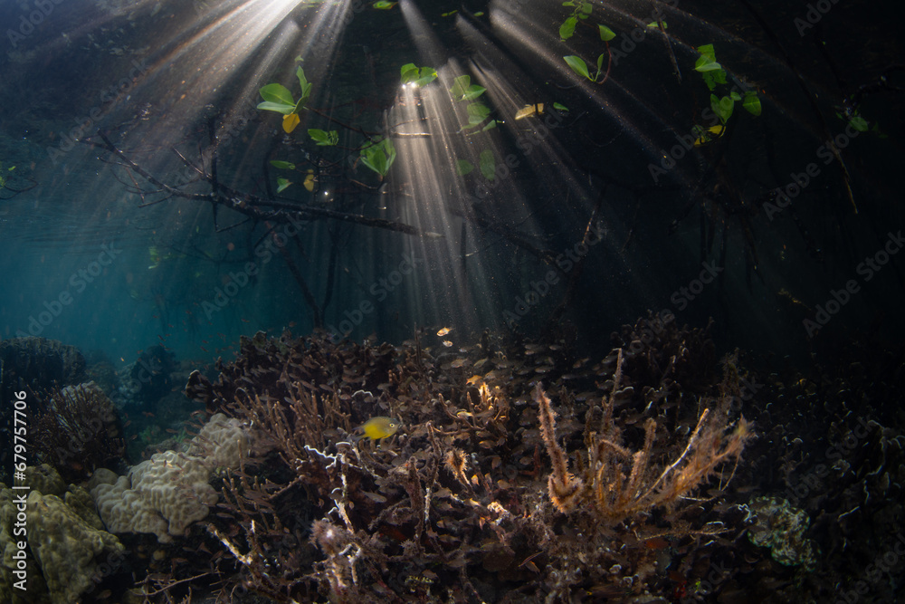 Sunlight filters underwater into the shadows of a dark mangrove forest ...