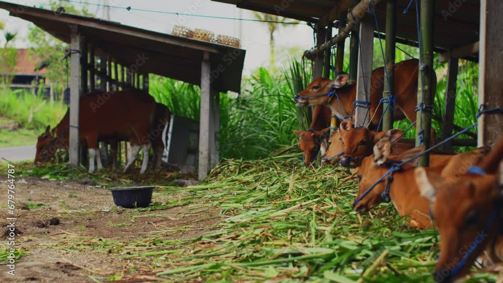 A herd of cows on a farm are eating hay for lunch, a lot of brown cows ...