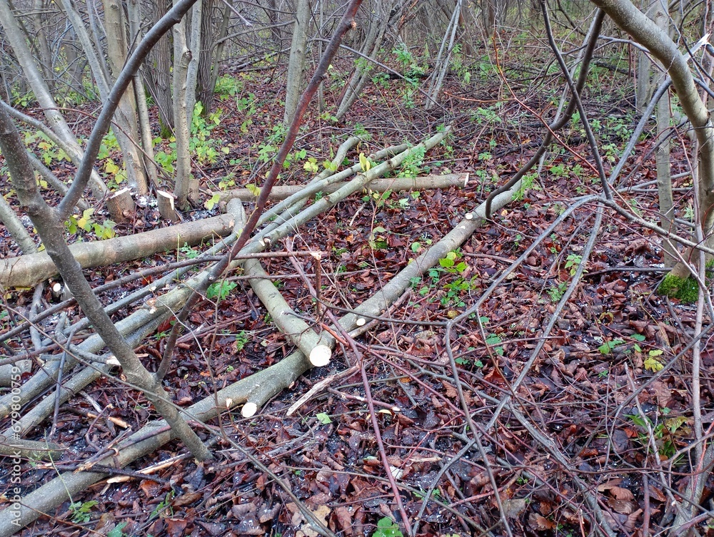 Cut branches of trees in the forest on the ground among fallen leaves ...