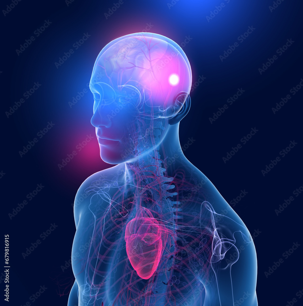 Anatomical 3D illustration of a transparent human torso. Showing the ...