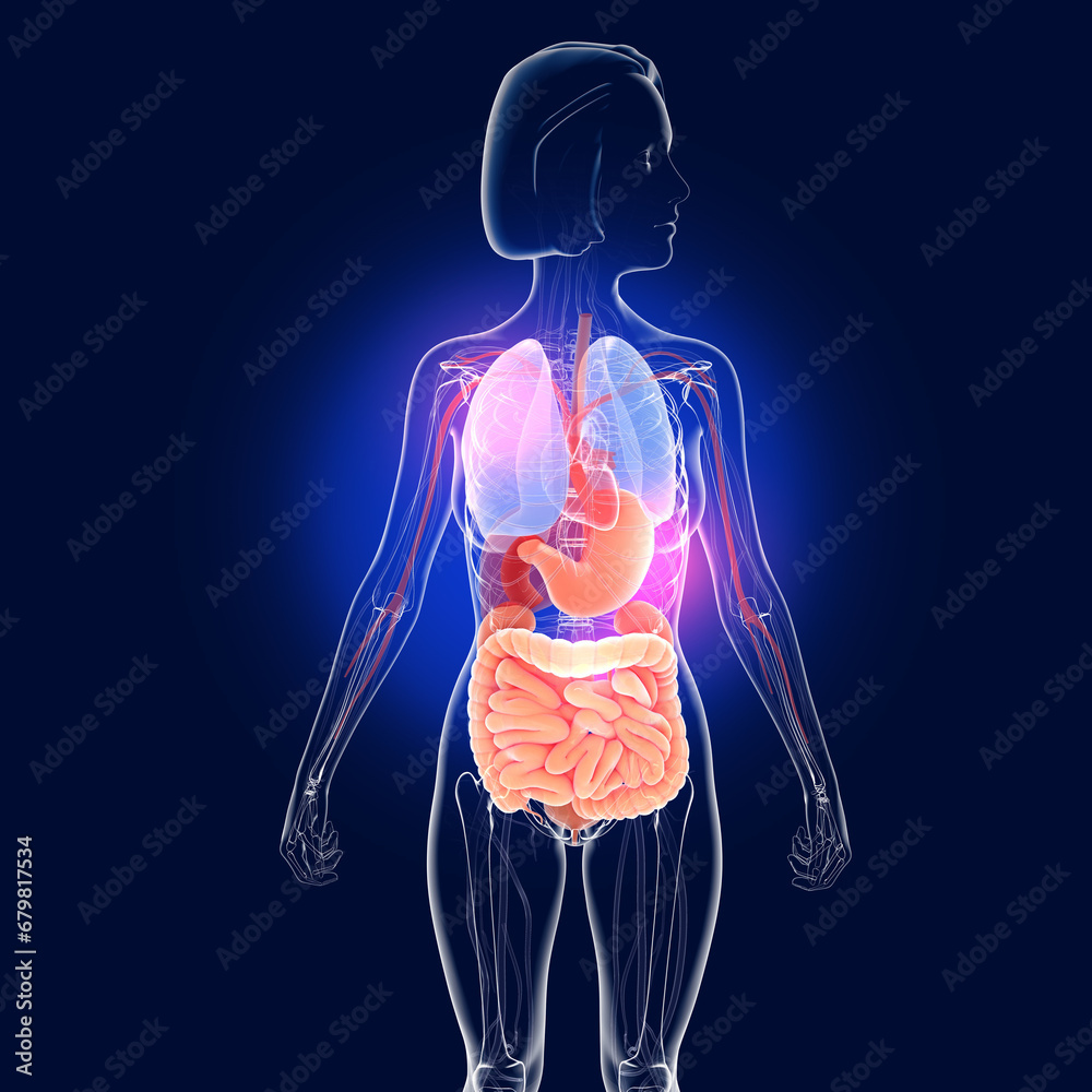 Transparent 3D illustration of the digestive system. Front view of a ...