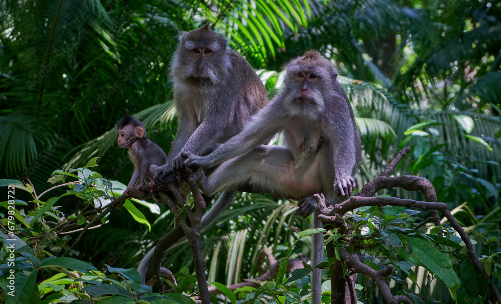 Balinese long tailed macaque monkey uses a water fountain at the ...