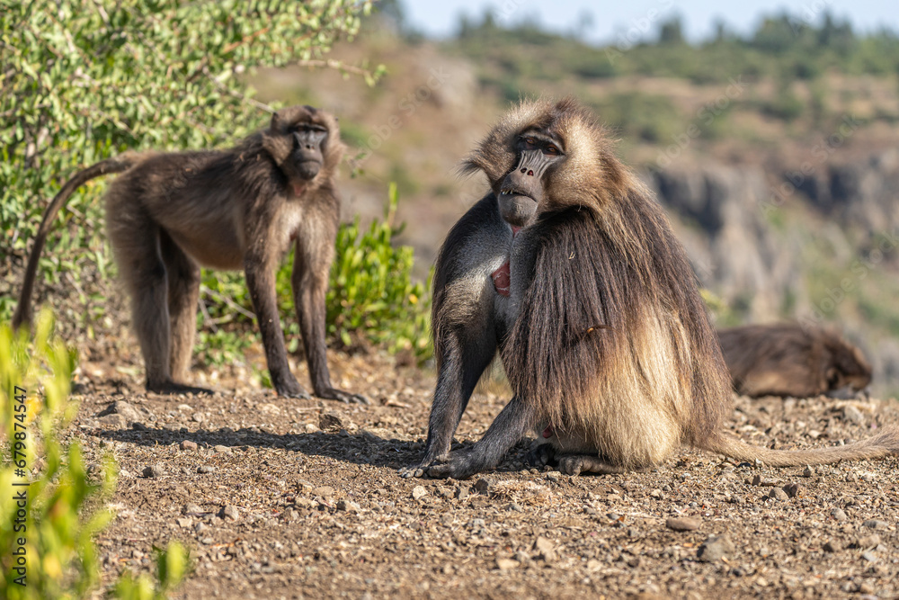 Family group of endemic animal Gelada, (Theropithecus gelada), in ...