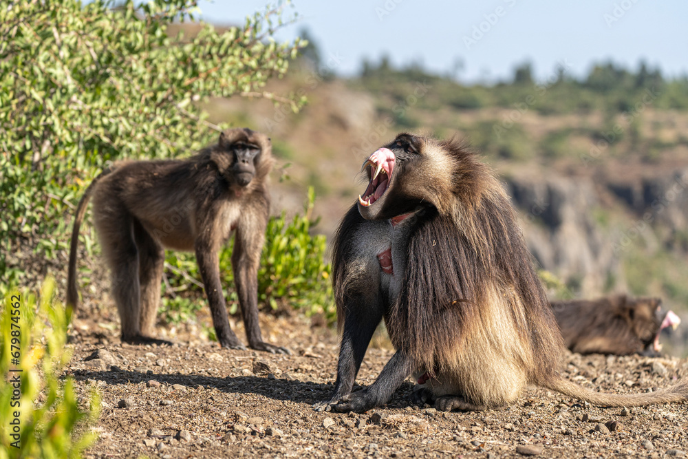 Family group of endemic animal Gelada, (Theropithecus gelada), in ...