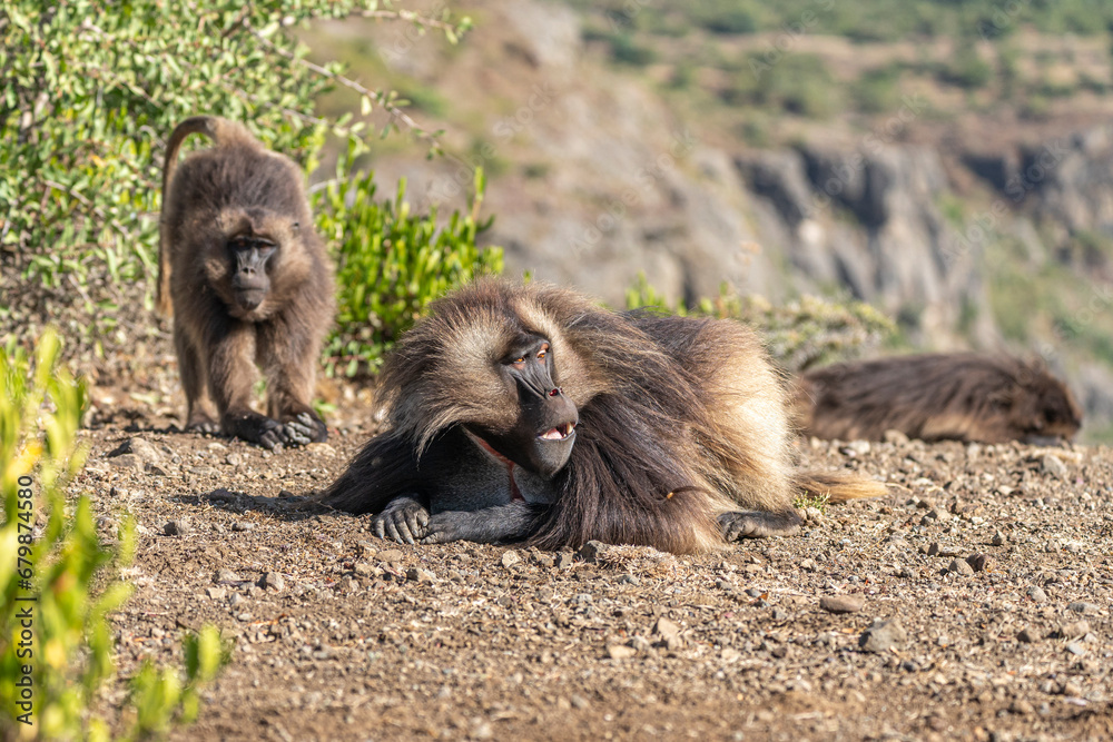Family group of endemic animal Gelada, (Theropithecus gelada), in ...
