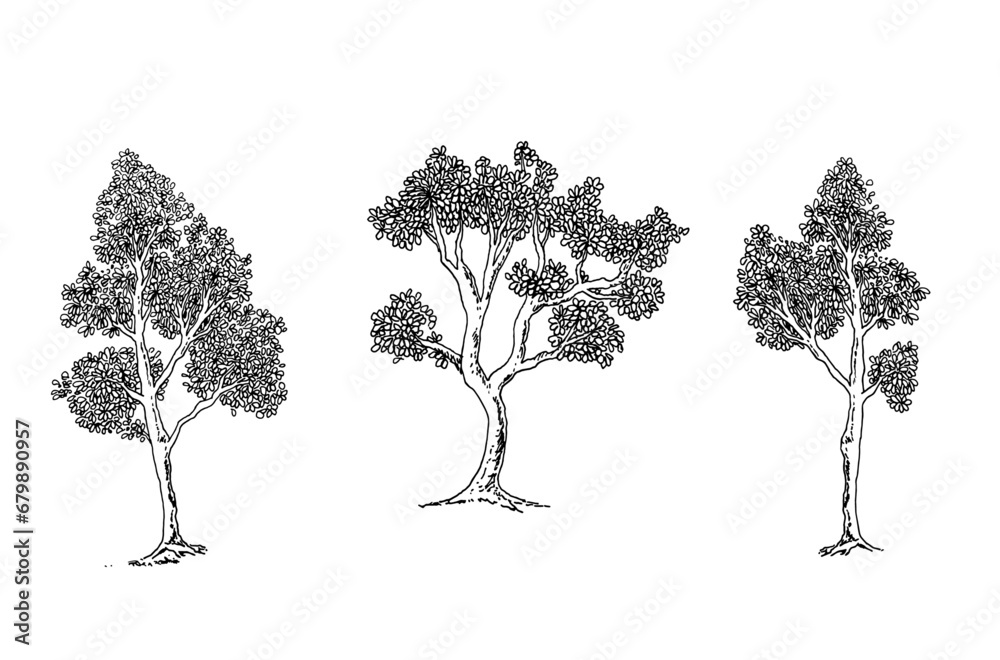 Minimal sketch style cad tree line drawing, Side view, set of graphics ...