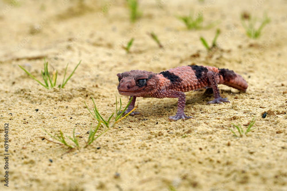 Nephrurus wheeleri, also known commonly as the banded knob-tailed gecko ...