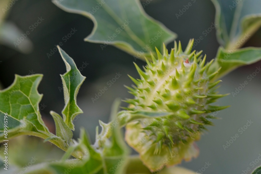 Datura stramonium, known by the common names, jimson weed, ditch weed ...