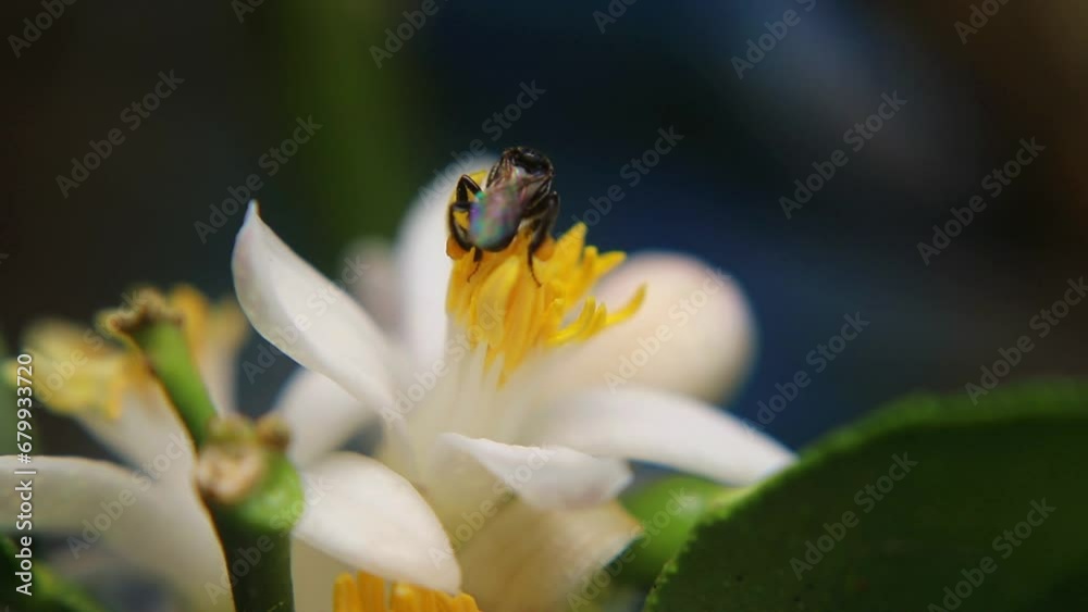 Trigona laeviceps is a species of stingless bee found in certain ...