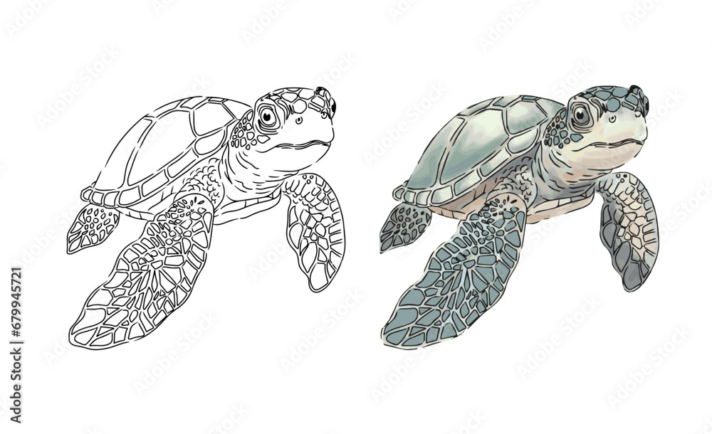 Turtle vector coloring page image. Turtle vector Stock Vector | Adobe Stock