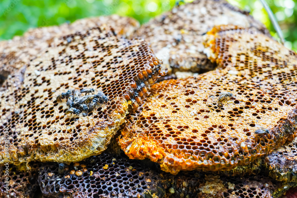 Bee hive, Honey bees store nectar on honeycombs, Wax, perga pollen ...
