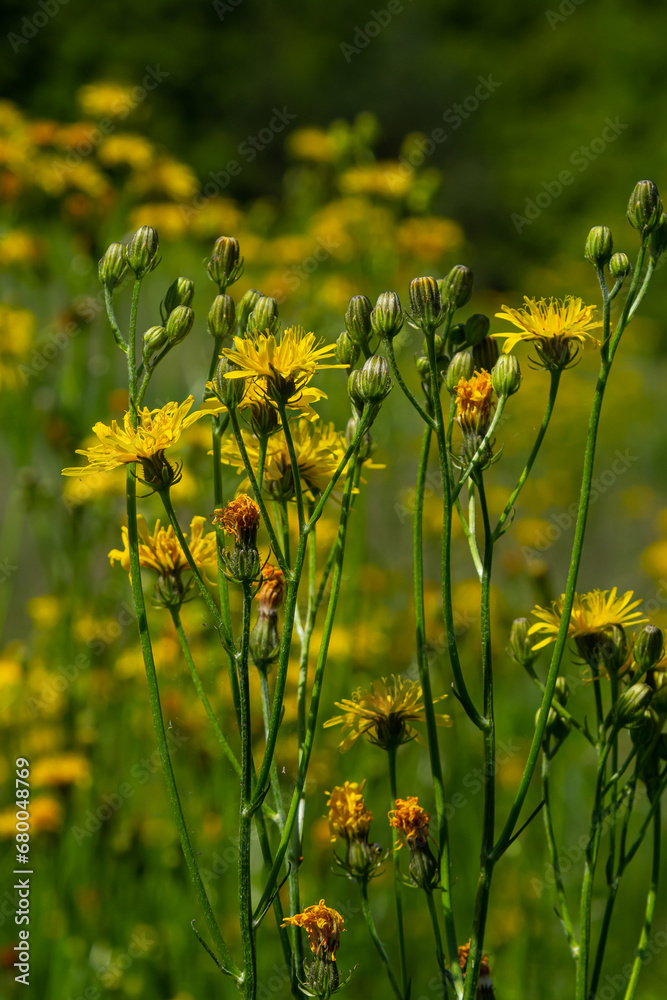 Bright yellow Pilosella caespitosa or Meadow Hawkweed flower, close up ...