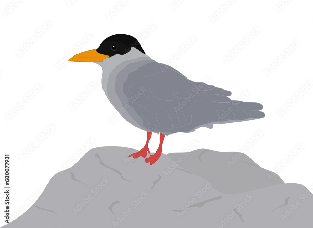 River tern standing on rock. Flat illustration bird of Sterna aurantia ...