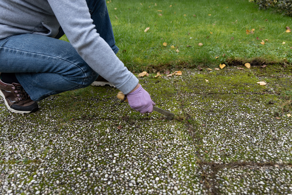 A woman removes grass that has grown between paving slabs. Remove weeds ...