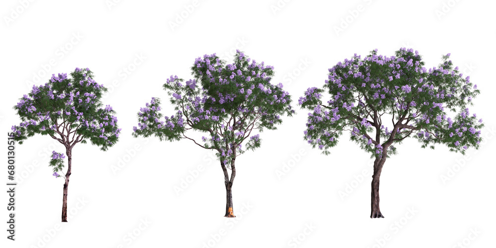 3d illustration of set Jacaranda tree isolated on transparent ...