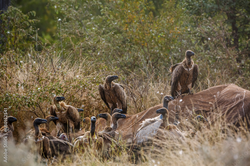 White backed Vulture scavenging on dead elephant carcass in Kruger ...