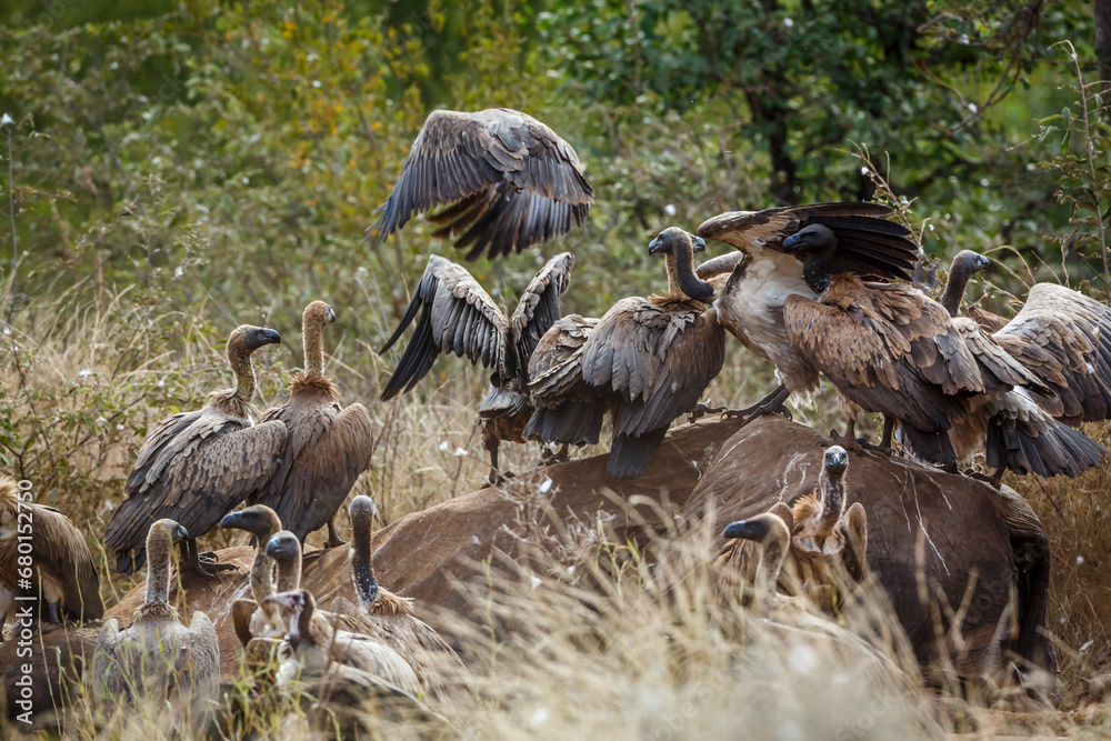 White backed Vulture scavenging on dead elephant carcass in Kruger ...