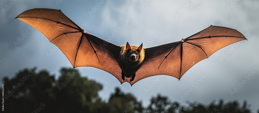Directly below the horizontally soaring flying fox, an isolated mammal ...