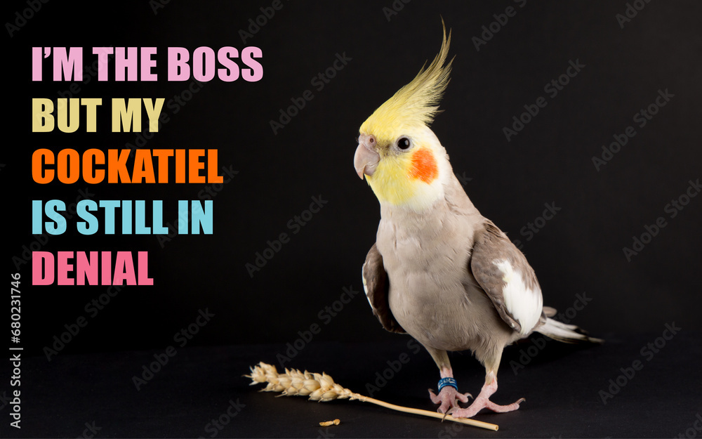 Funny bird memes, I'm the boss, but my cockatiel is still in denial ...