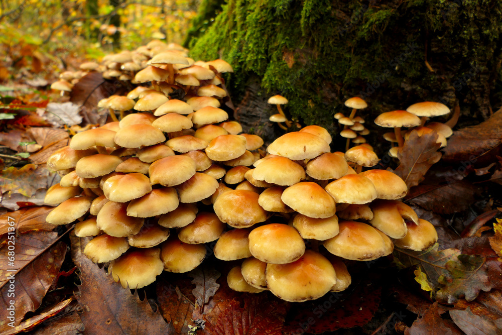Hypholoma fasciculare (aka sulphur tuft, sulfur tuft or clustered ...