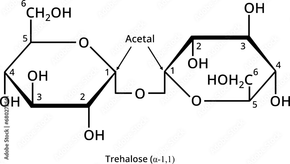 Non-reducing sugar trehalose, a disaccharide in biochemistry Stock Vector | Adobe Stock