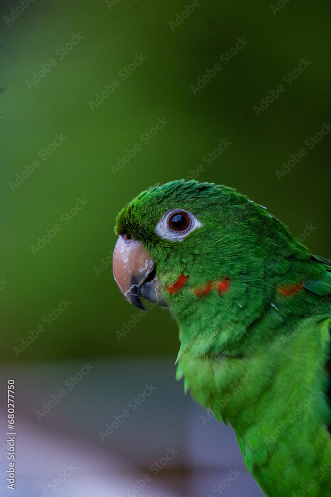 "Maritaca" (Psittacara leucophthalmus)typical bird of brazilian fauna ...