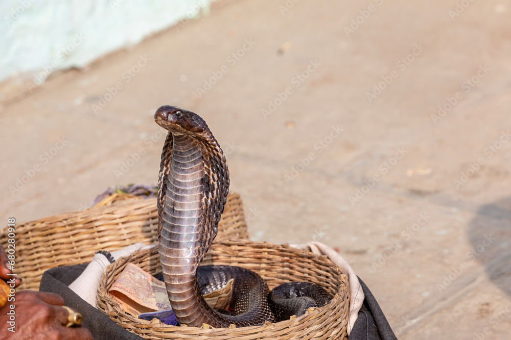 Snake charmer sit and play music for demonstration of the cobra dance ...