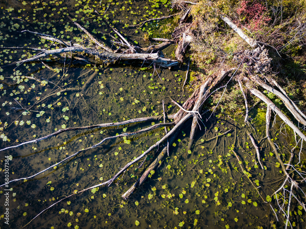Aerial view of dead tree lying on the bottom of Savica lake bottom ...