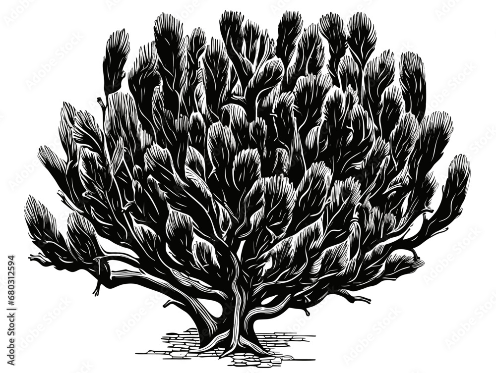 A Black And White Drawing Of A Tree - woodcut of a Cholla Cactus. Stock ...