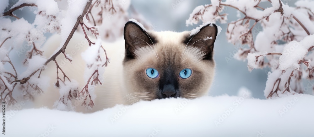 In the midst of a serene winter landscape, a Siamese cat with striking ...